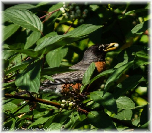 Daily Encouragement (Archive Edition)